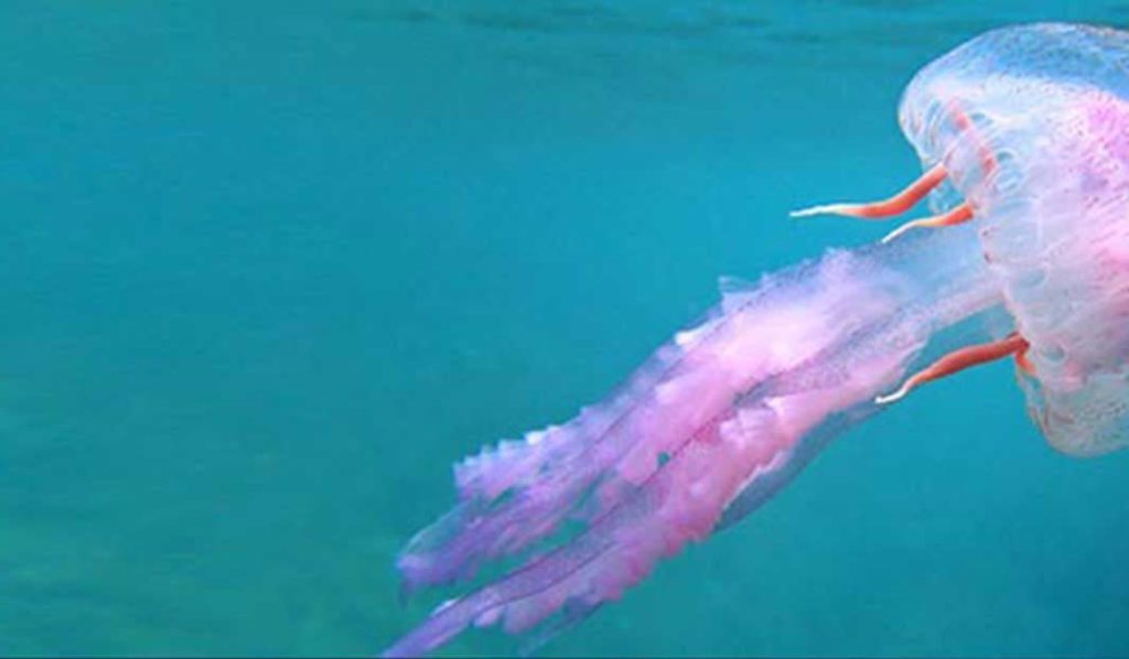 Deep Blue Sea Enterprise - GOAF HOLDING